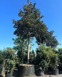 Magnolia grandiflora 'Gallisoniensis' esemplare alto fusto