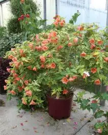 Abutilon in varietà cencio molle acero da fiore